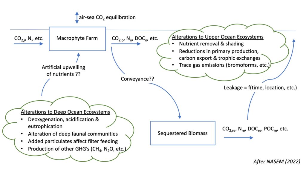 Seaweed CDR | Investigating the efficacy of macroalgal carbon dioxide ...